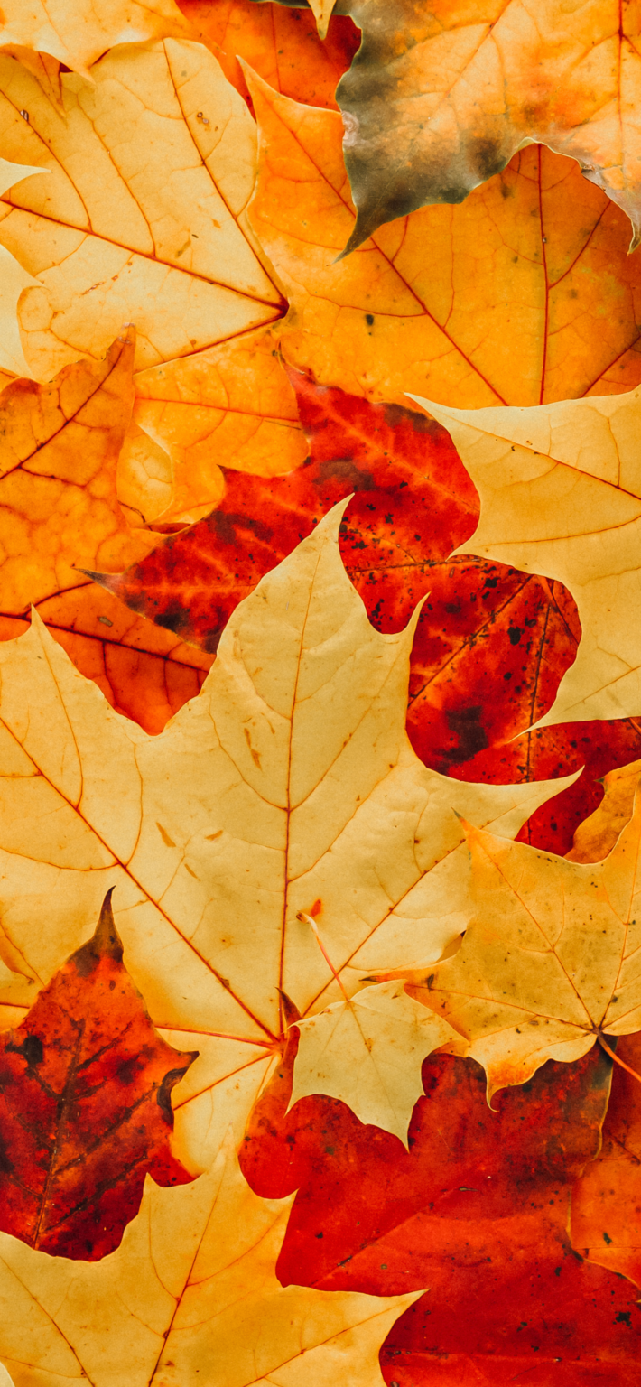 Fall and Autumn Mobile Wallpapers - Amberblue Media